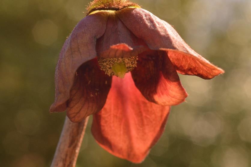 May 2021 Plant of the Month - Asimina - The Garden Club of New Jersey