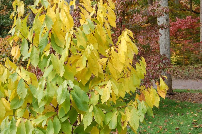 May 2021 Plant of the Month - Asimina - The Garden Club of New Jersey
