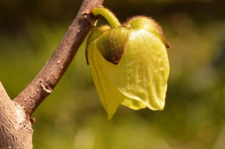 May 2021 Plant of the Month - Asimina - The Garden Club of New Jersey