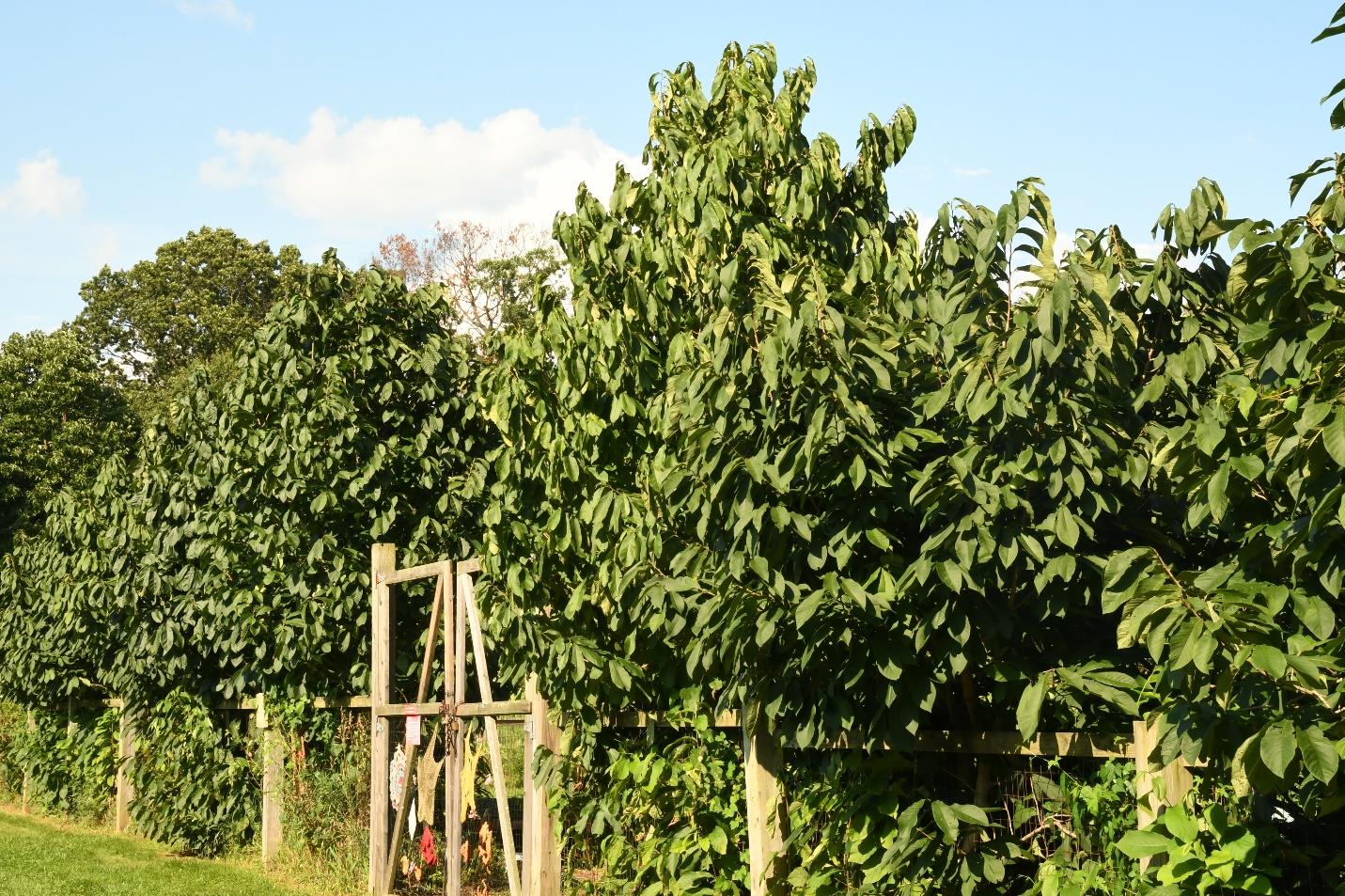 May 2021 Plant of the Month - Asimina - The Garden Club of New Jersey