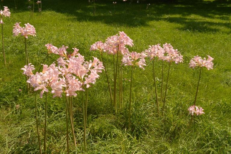July 2025 Plant of the Month - Lycoris - The Garden Club of New Jersey
